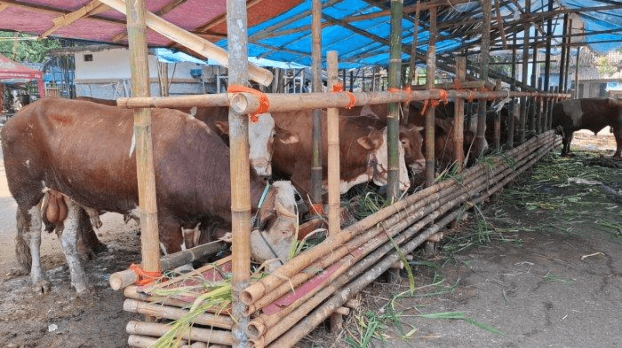 Sapi Kurban Terperosok di Lubang Saluran Air Kemayoran, Disembelih ...